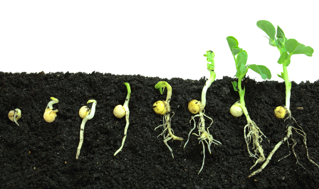 Blogi: Vakava mangaanin puutos herneellä näkyy siemenessä - Ruokavirasto