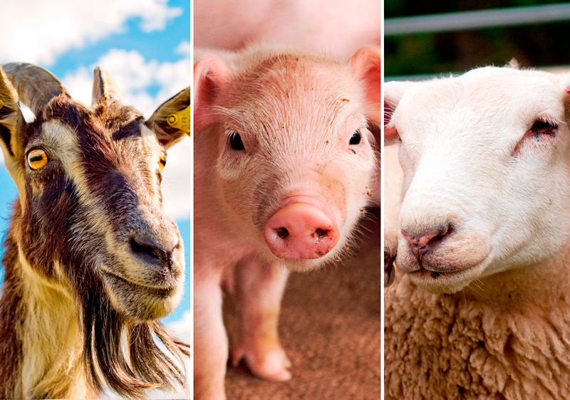 Sheep, goat and pig registers will be renewed - Finnish Food Authority