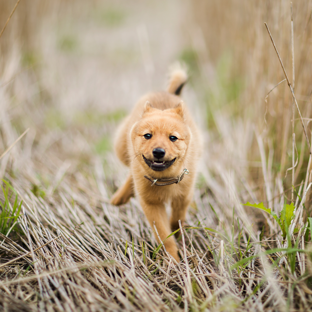 Koirarekisterin y-tunnusasiointi avautuu elokuun lopulla - Ruokavirasto