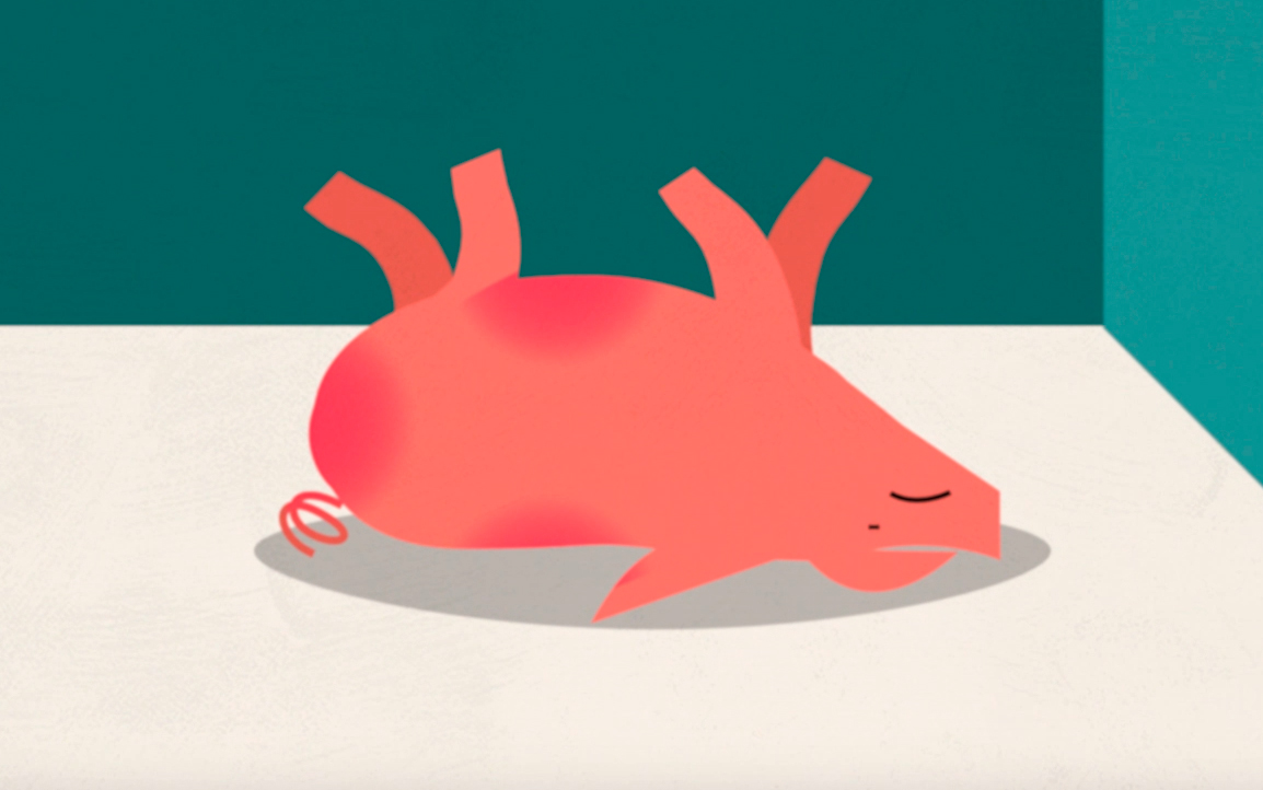 African swine fever (ASF) - Finnish Food Authority