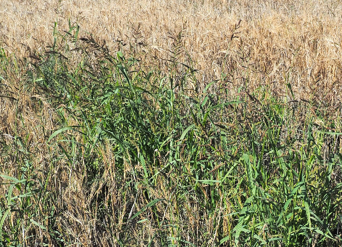 Blogi: Ilmastonmuutos ja rikkakasvit - Ruokavirasto